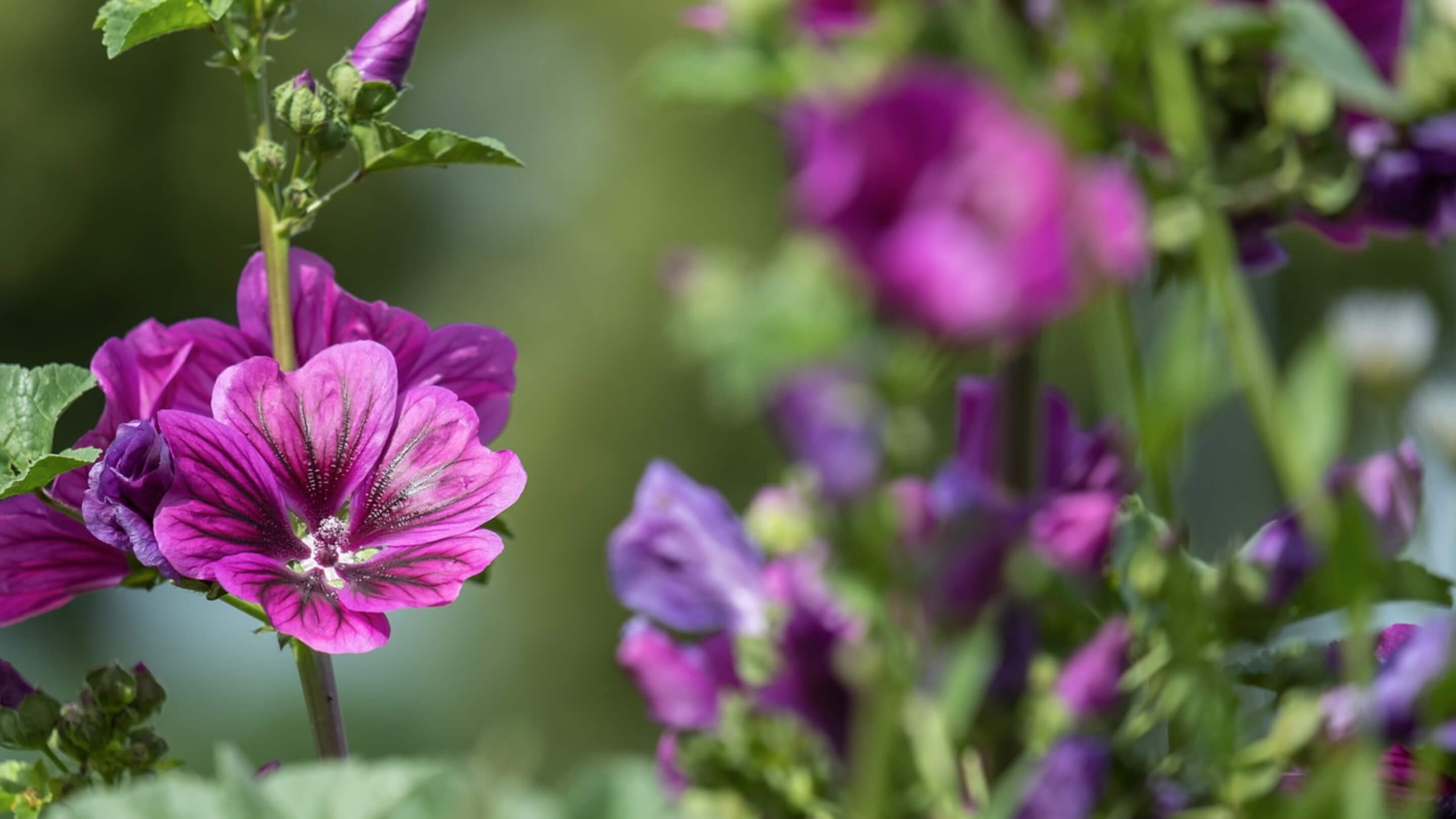 Mallow – de mână